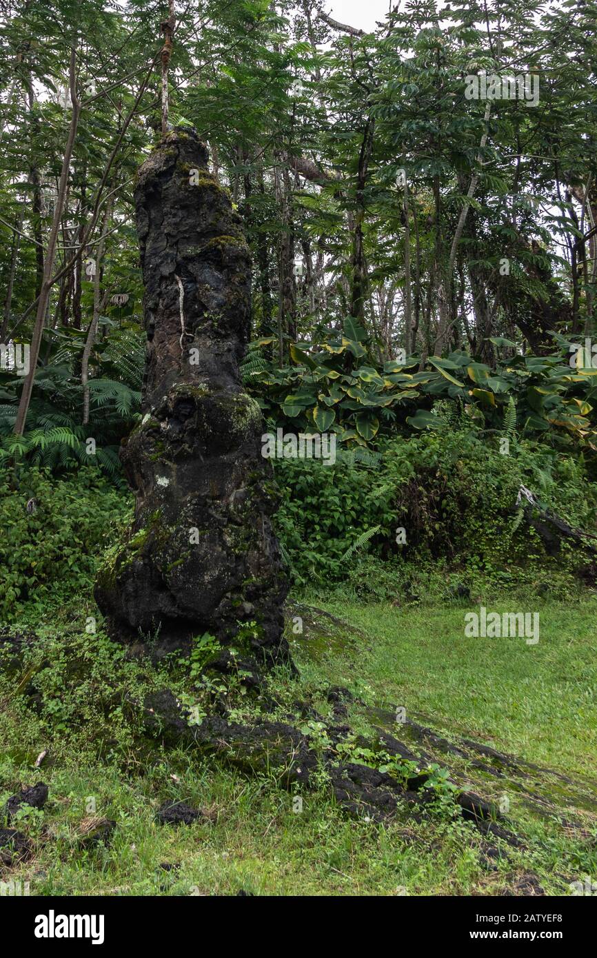 Leilani Estate, Hawaii, USA. - January 14, 2020: Original tree sticks ...