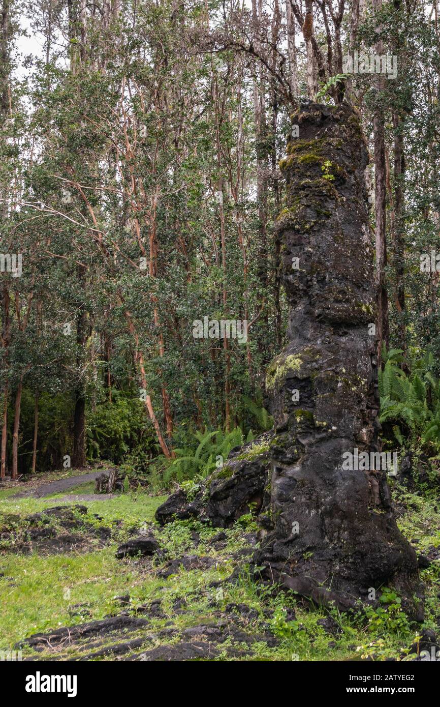 Leilani Estate, Hawaii, USA. - January 14, 2020: Tall centuries old ...