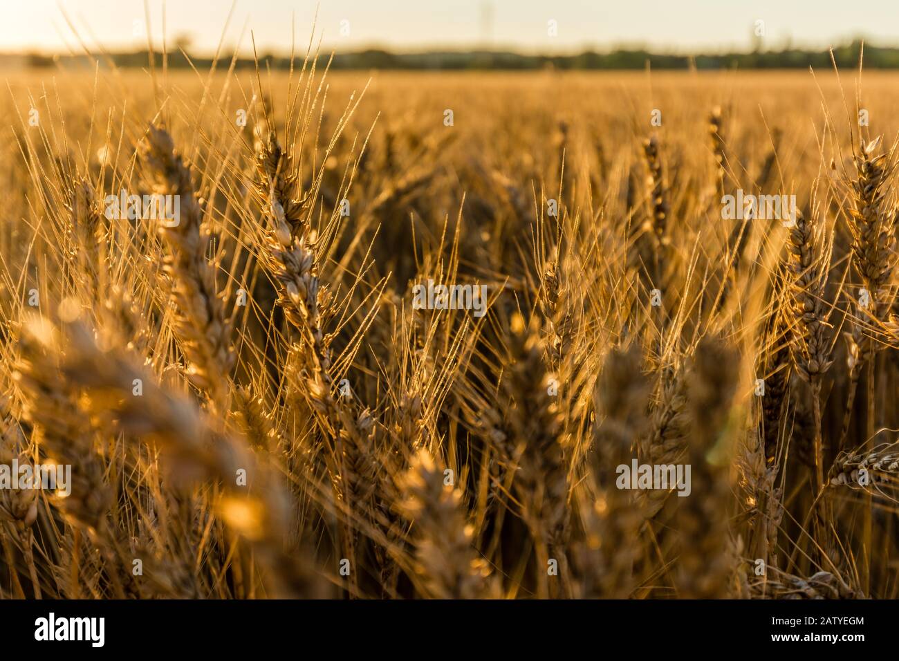 Early morning sunlight spills across this wheat field and softly ...
