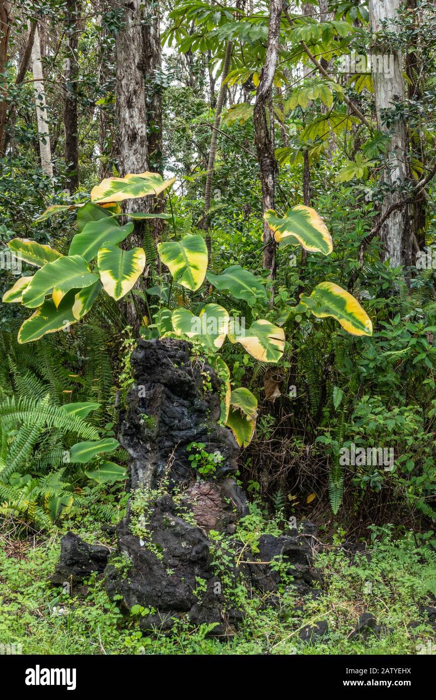 Leilani Estate, Hawaii, USA. - January 14, 2020: Centuries old black ...