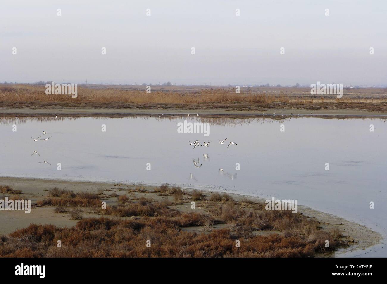 Wild birds in the estuary of Axios river, lagoons and moors Stock Photo ...