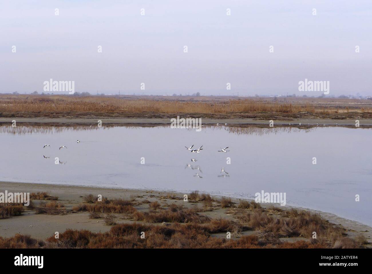Wild birds in the estuary of Axios river, lagoons and moors Stock Photo ...