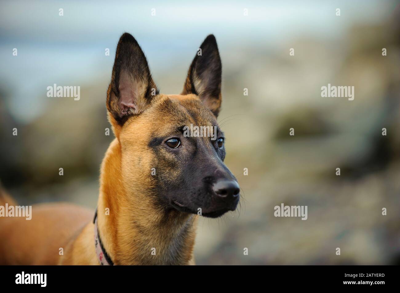 Belgian Malinois dog outdoor portrait Stock Photo - Alamy