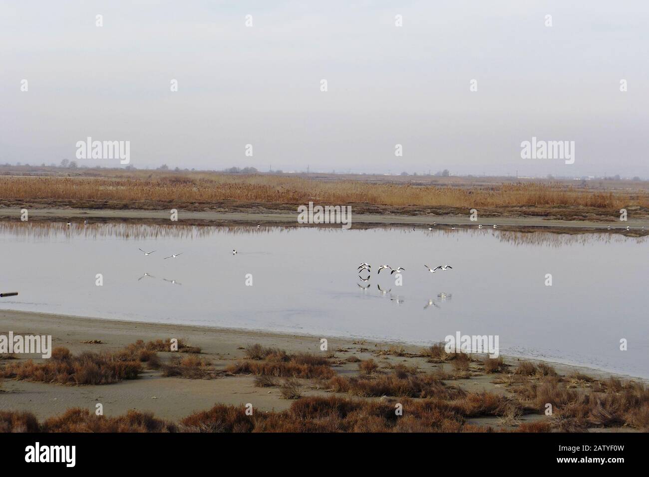 Wild birds in the estuary of Axios river, lagoons and moors Stock Photo ...