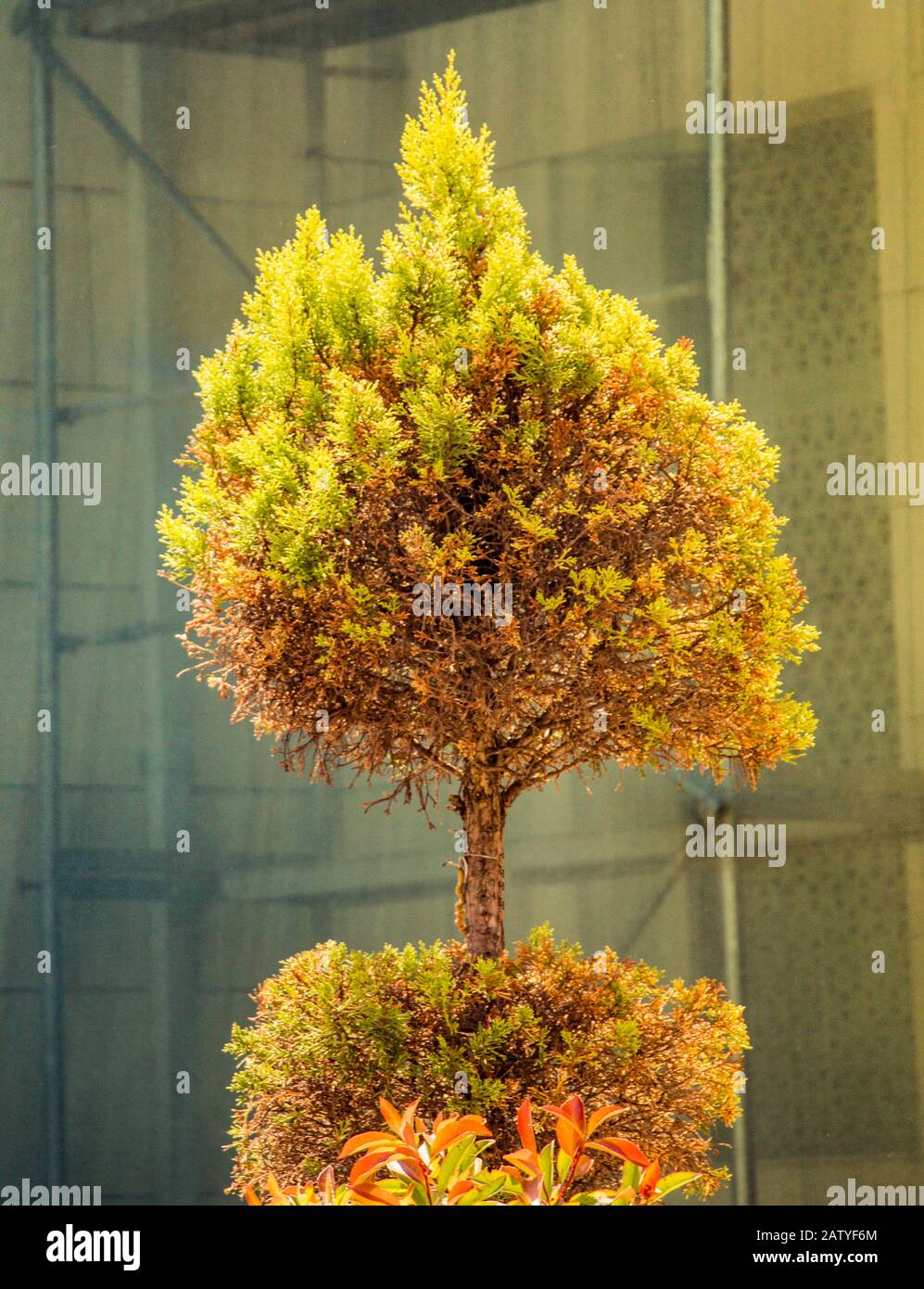 Tree sapling urban hi-res stock photography and images - Alamy