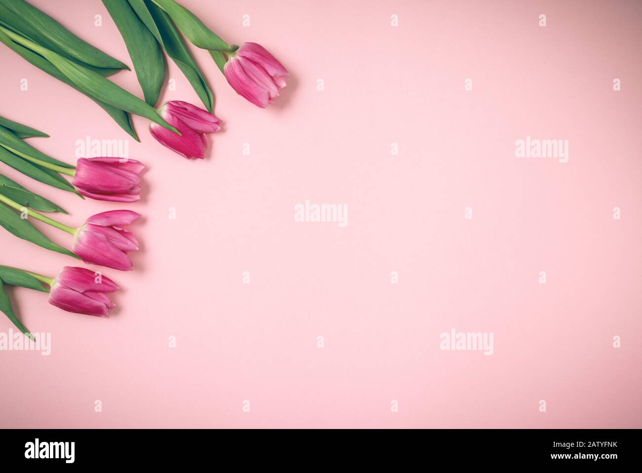 Tulips lie on a beautiful pink background Stock Photo - Alamy