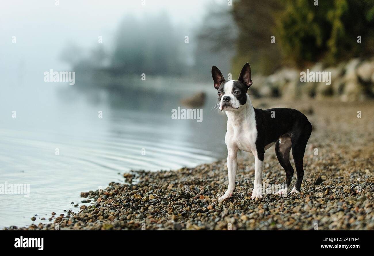 Boston Terrier dog outdoor portrait Stock Photo - Alamy