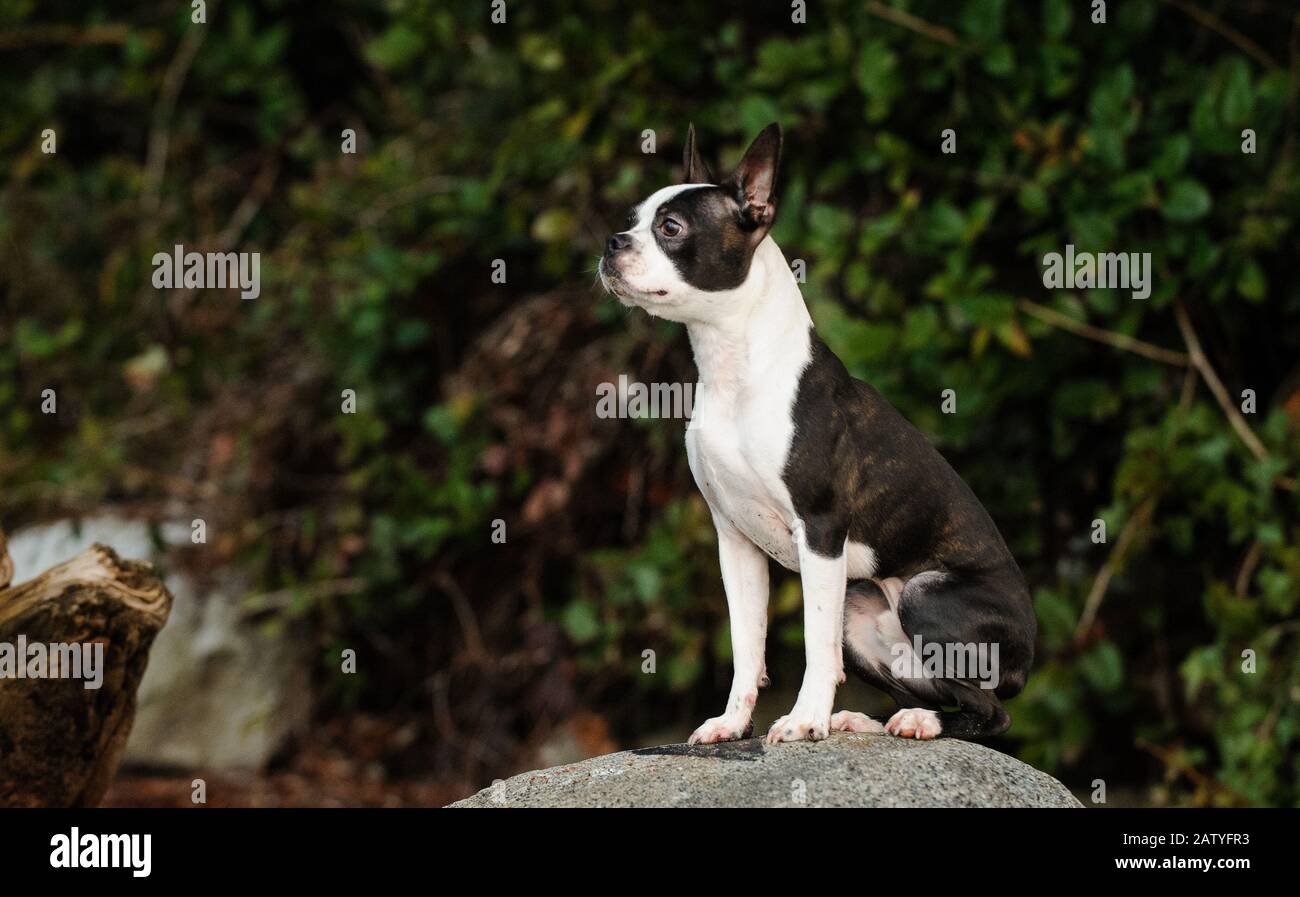 Boston Terrier dog outdoor portrait Stock Photo - Alamy