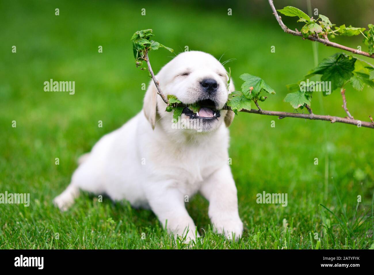 Beautiful dog puppy Labrador Retriever playing Stock Photo - Alamy