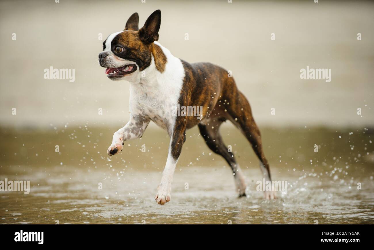 Her boston terrier dog hi-res stock photography and images - Alamy