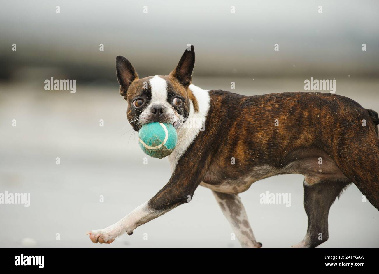 Her boston terrier dog hi-res stock photography and images - Alamy
