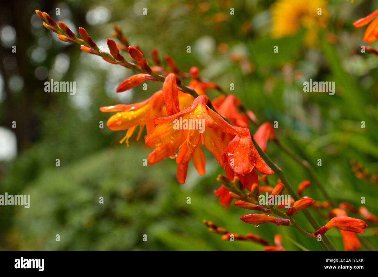 Closeup Crocosmia Plant High Resolution Stock Photography and Images ...