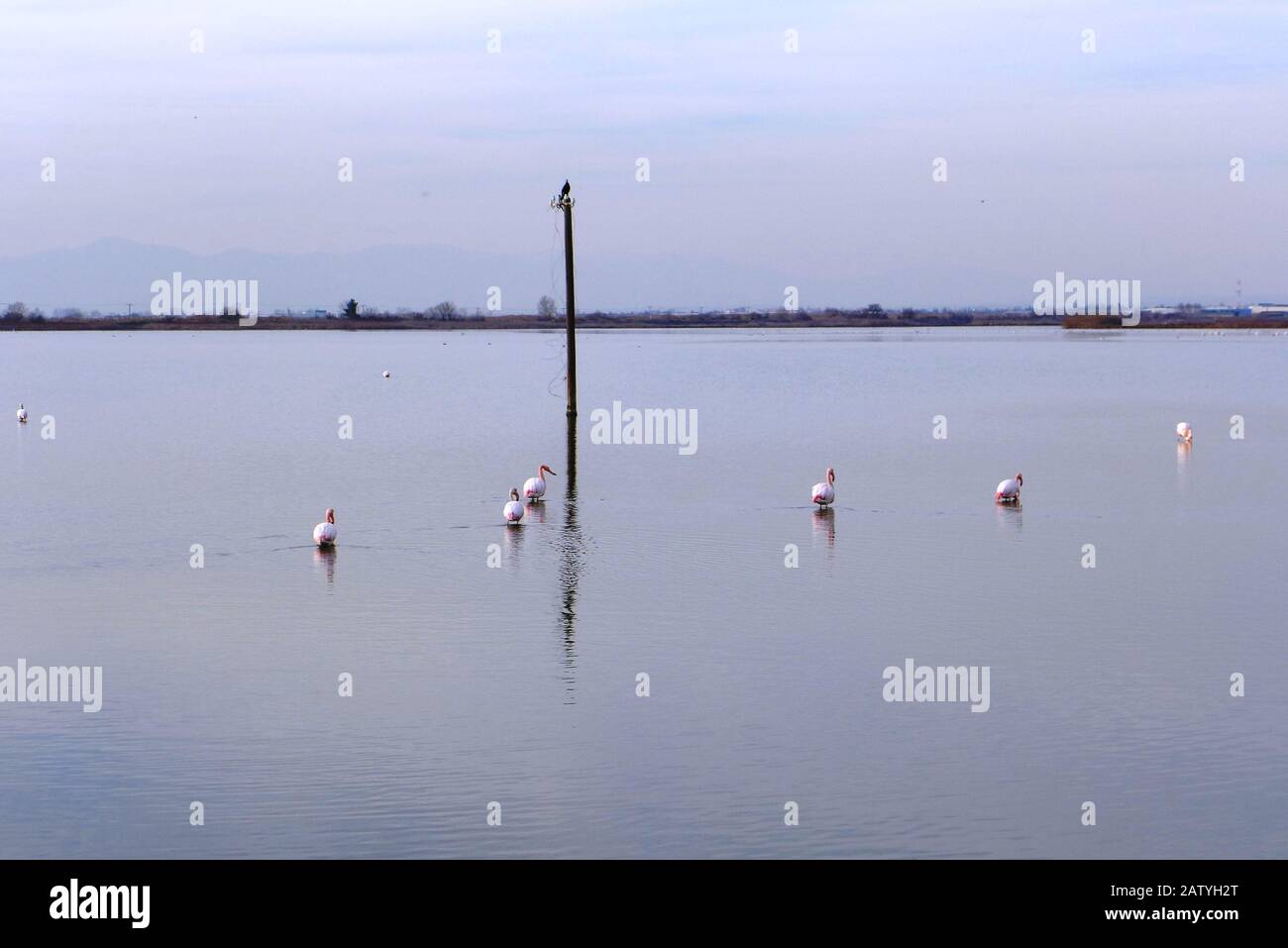 Wild birds in the estuary of Axios river, lagoons and moors Stock Photo - Alamy