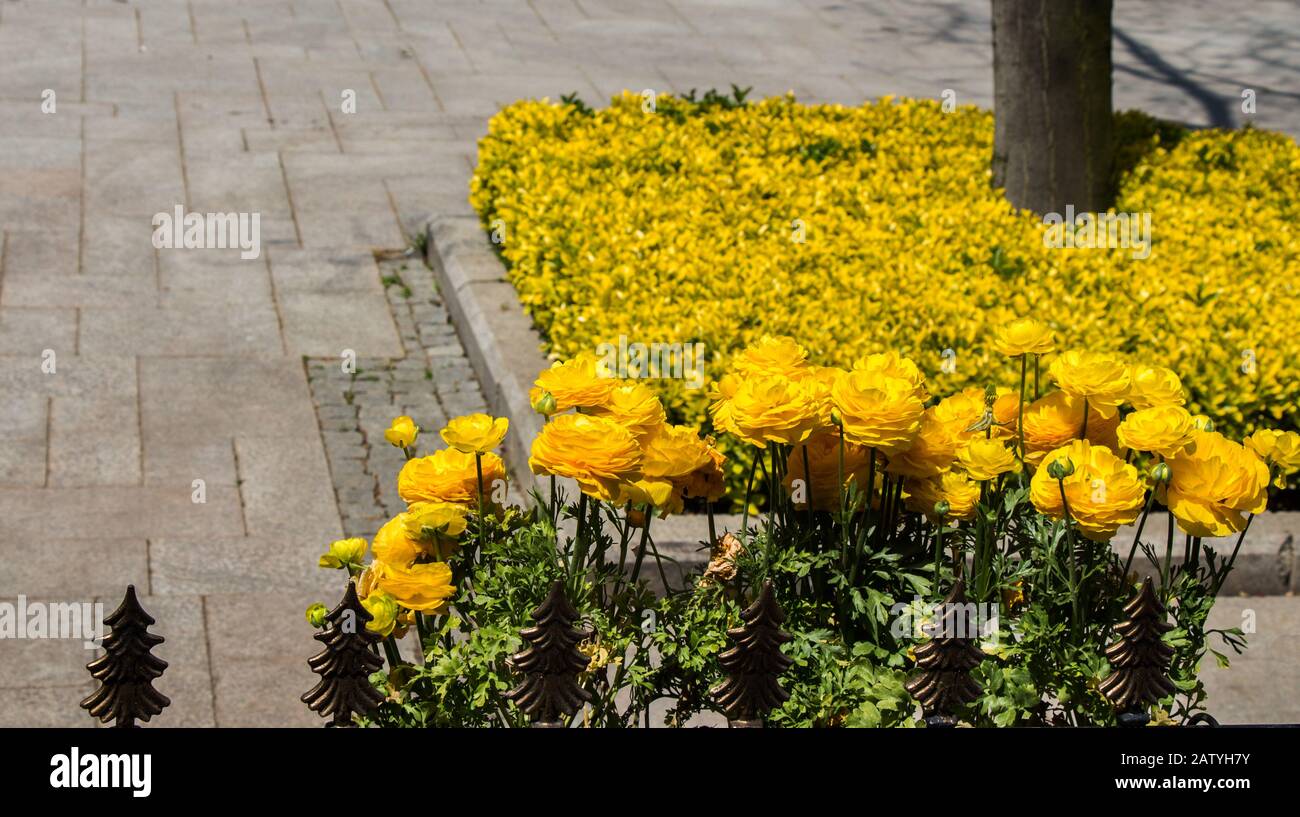 Blooming beautiful colorful fresh natural flowers in view Stock Photo ...