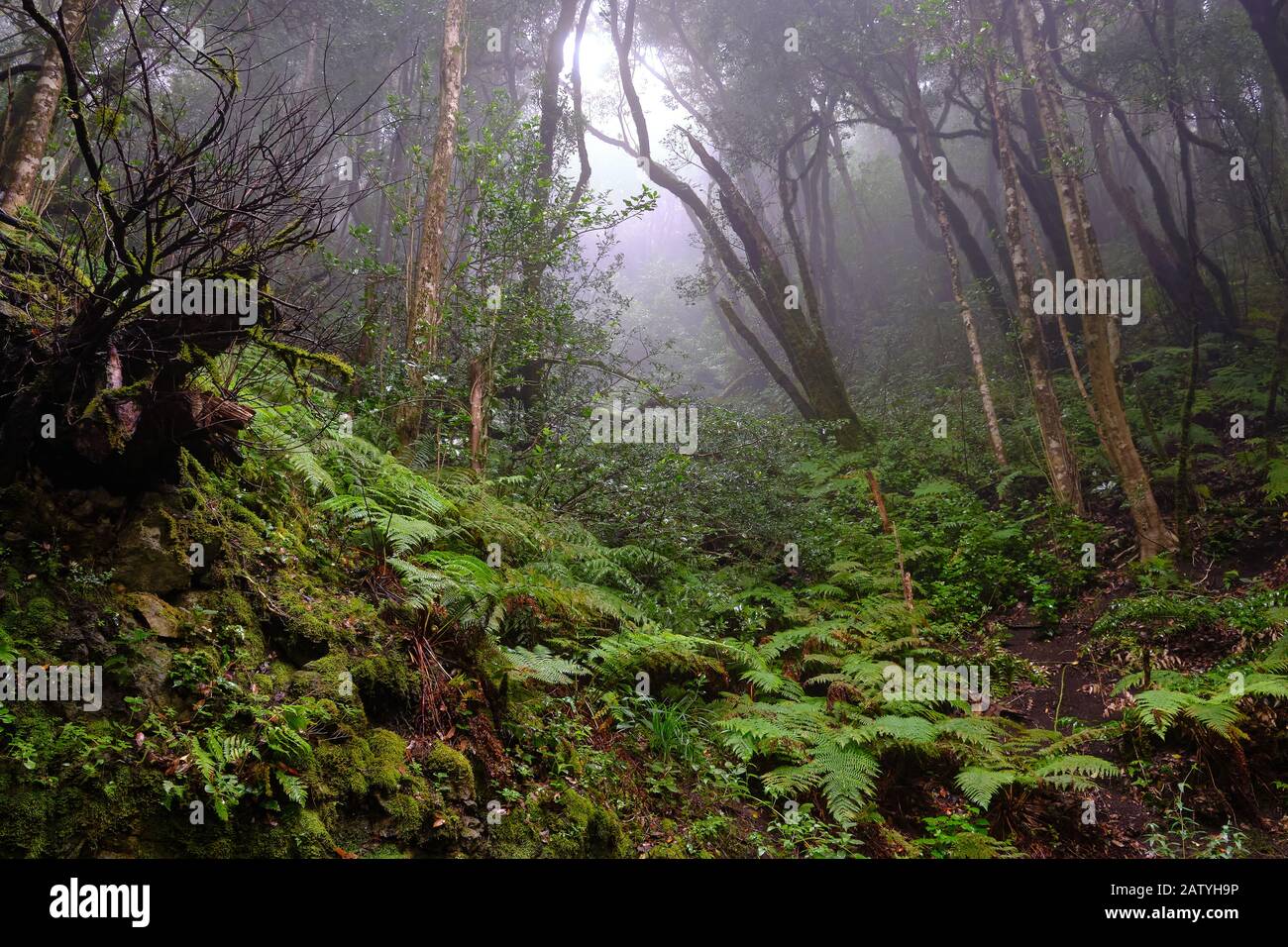 Enchanted forest of Pijaral, Anaga Mountains. Tenerife, Canary Islands ...