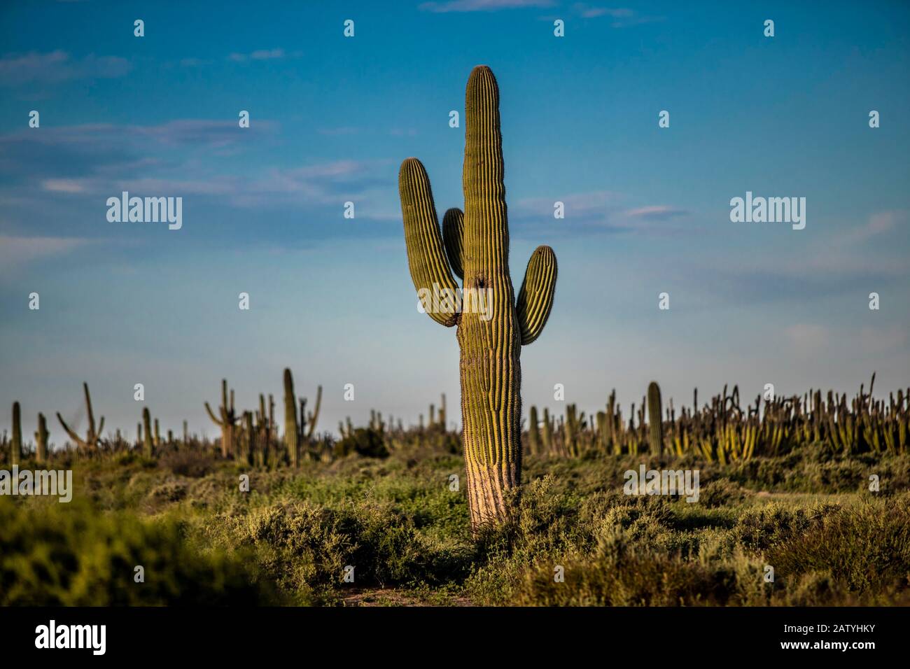 Clielo azul hi-res stock photography and images - Alamy
