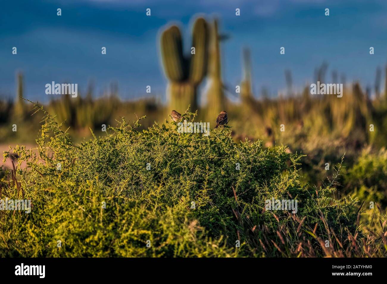 Clielo azul hi-res stock photography and images - Alamy