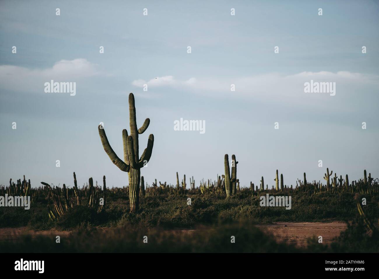 saguaro or sahuaro (Carnegiea gigantea) and pithaya. Typical columnar ...