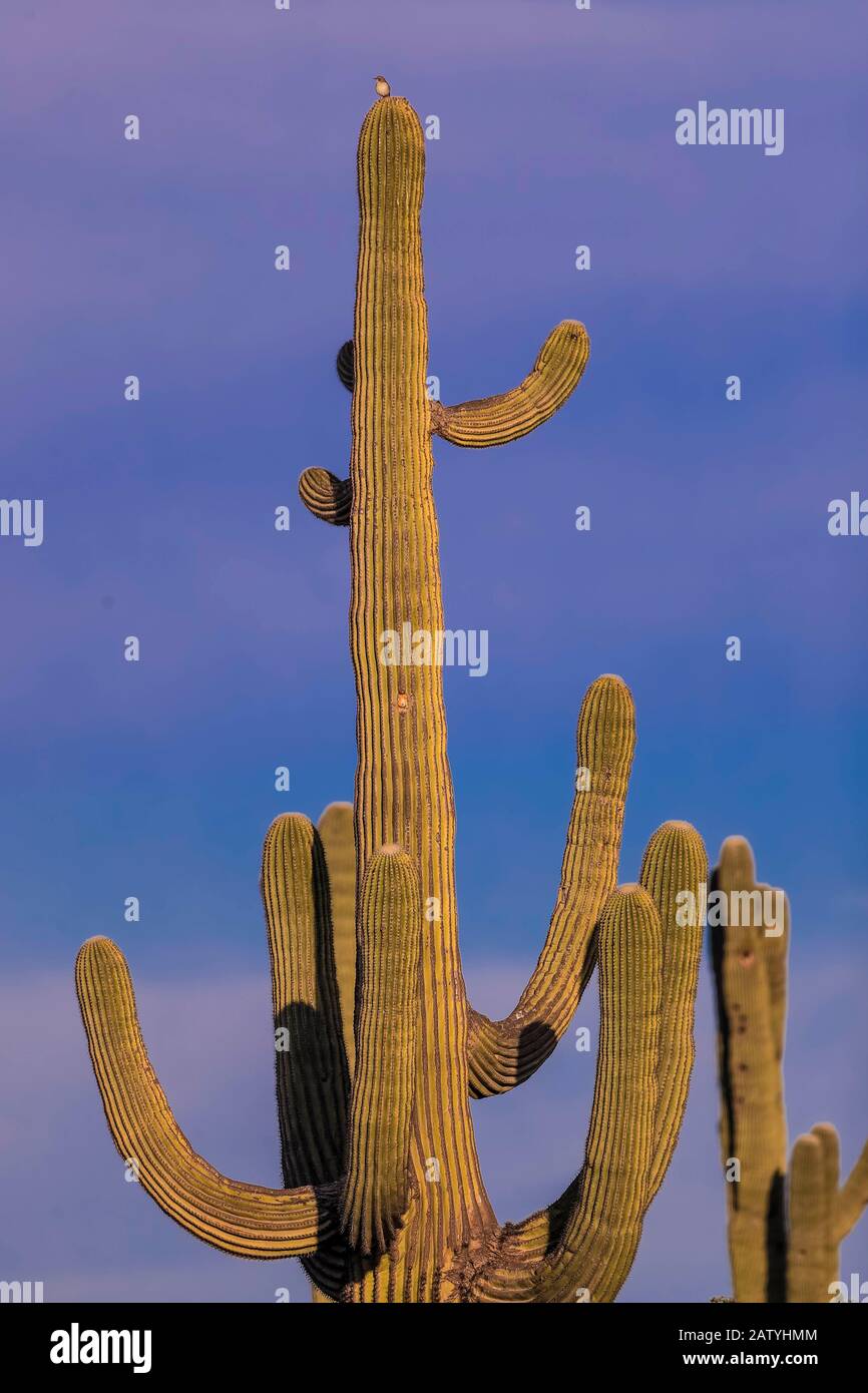saguaro or sahuaro (Carnegiea gigantea) and pithaya. Typical columnar ...
