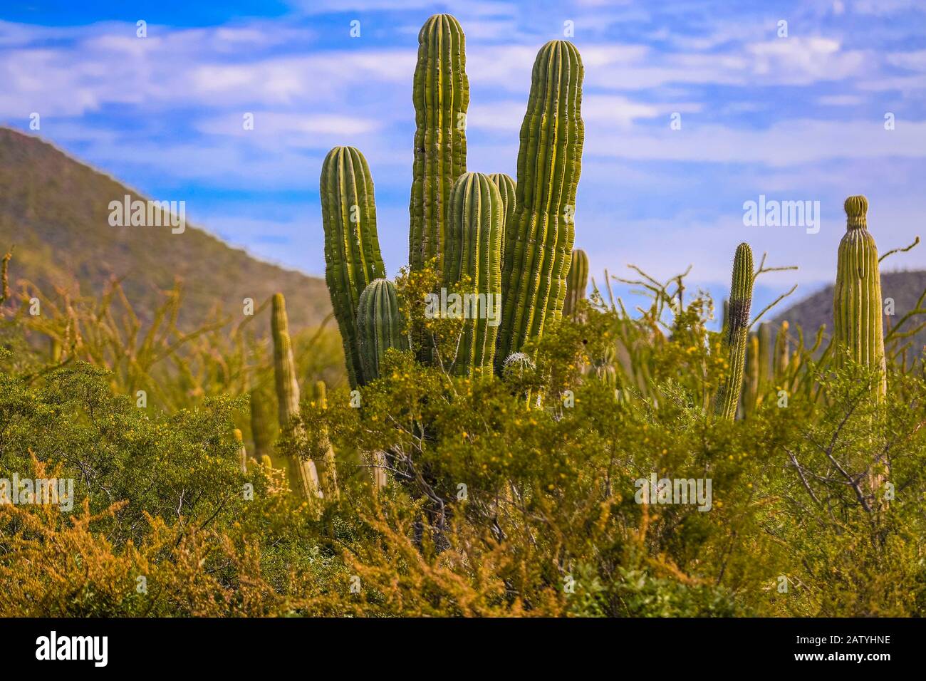 saguaro or sahuaro (Carnegiea gigantea) and pithaya. Typical columnar ...