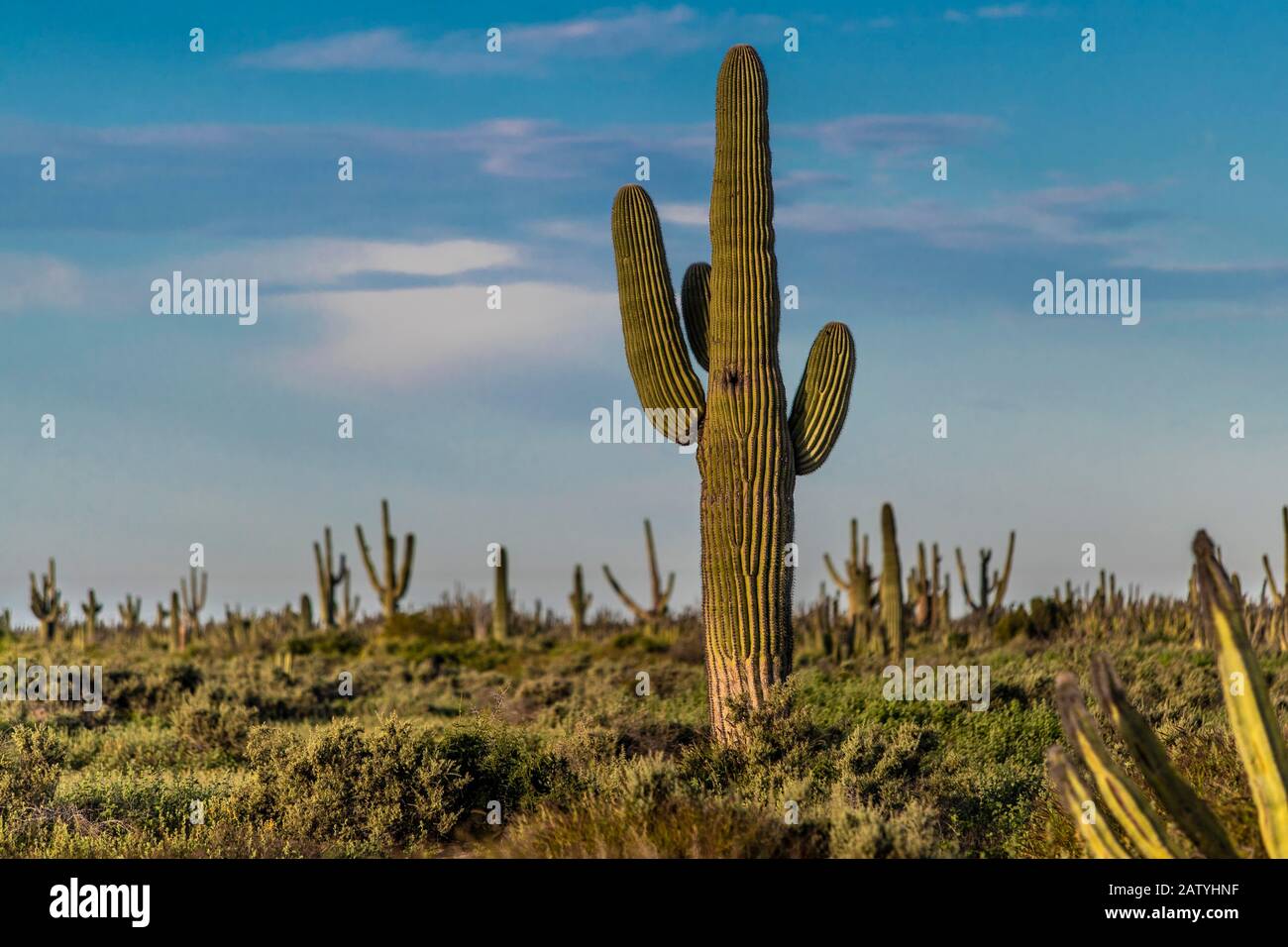 saguaro or sahuaro (Carnegiea gigantea) and pithaya. Typical columnar ...