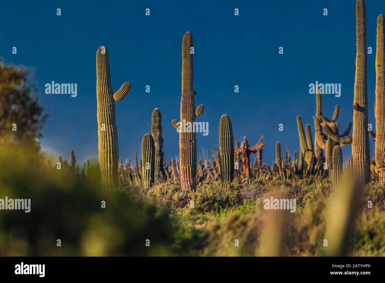 saguaro or sahuaro (Carnegiea gigantea) and pithaya. Typical columnar ...