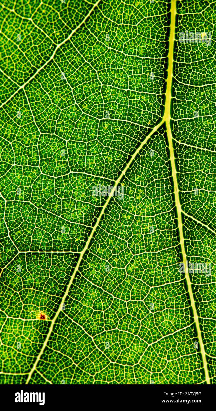Wallpaper leaf green pattern vertical backround Stock Photo - Alamy