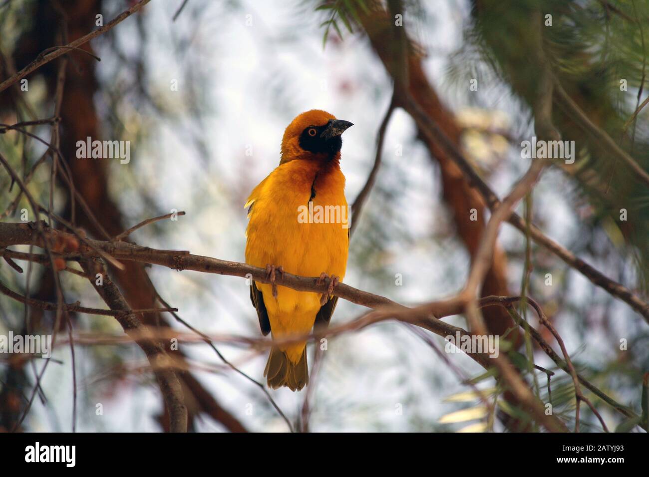 Poster bird hi-res stock photography and images - Alamy