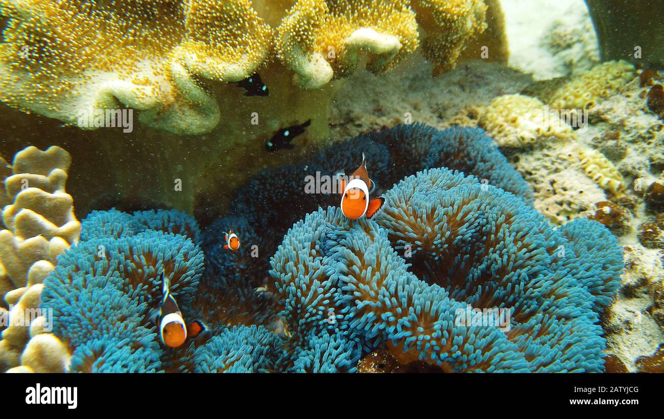 Clown fish and sea anemone, natural symbiosis. Coral reef with fishes ...