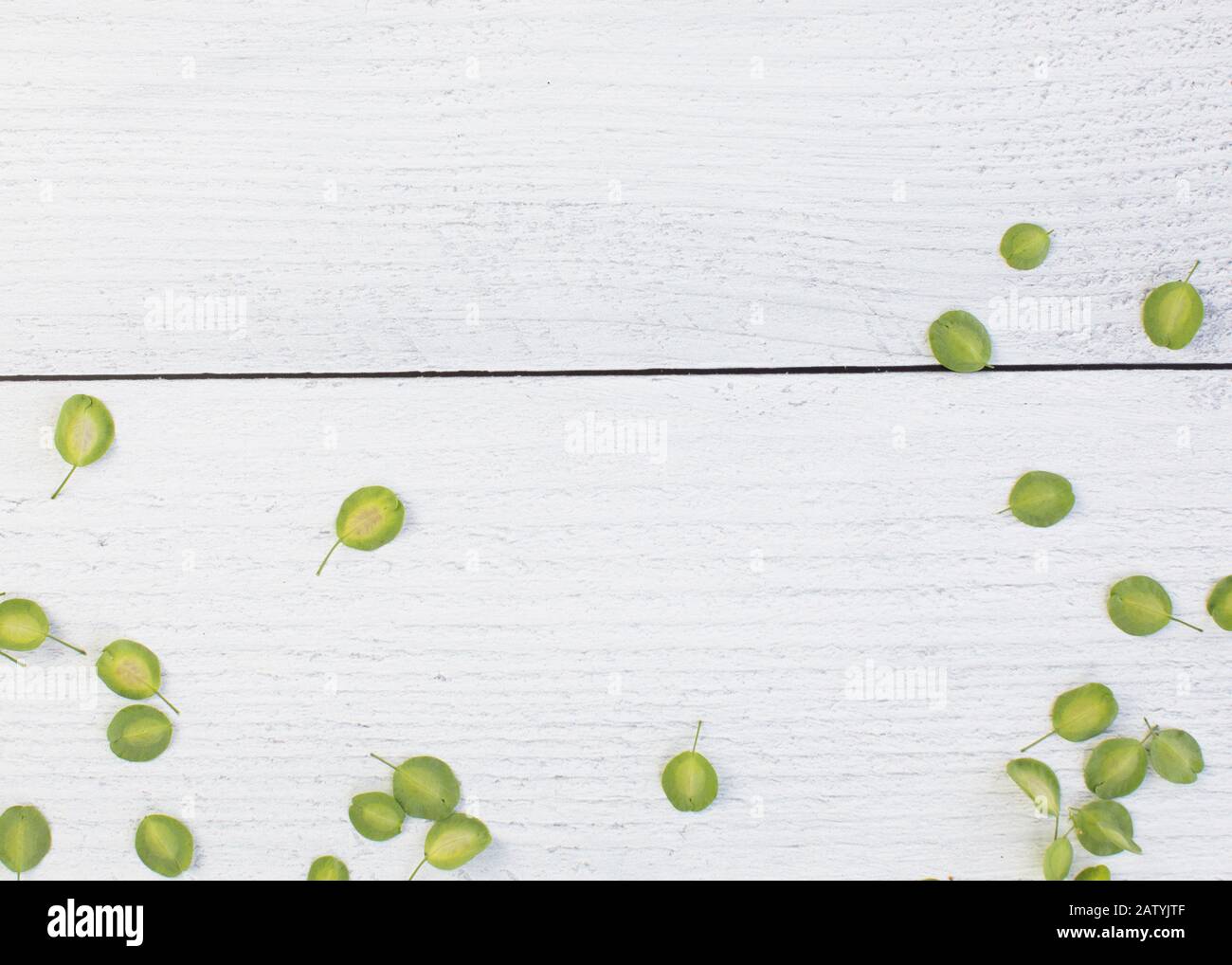 Big gorgeous tabby cat wrapped in wide red satin ribbon on a black and ...