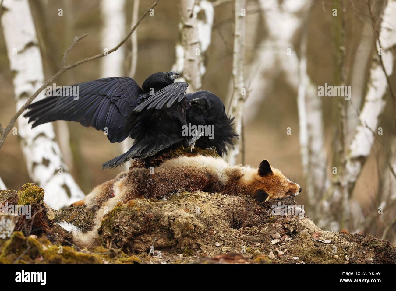 Common ravens fight together in birch forest in spring. Czech republic ...