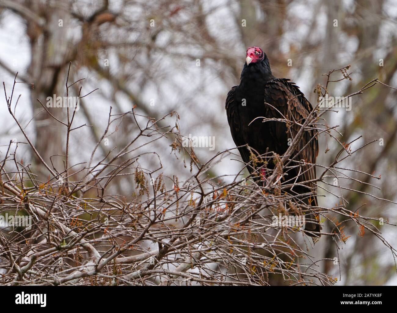 View of a wild condor bird in the Everglades, Florida, United States ...
