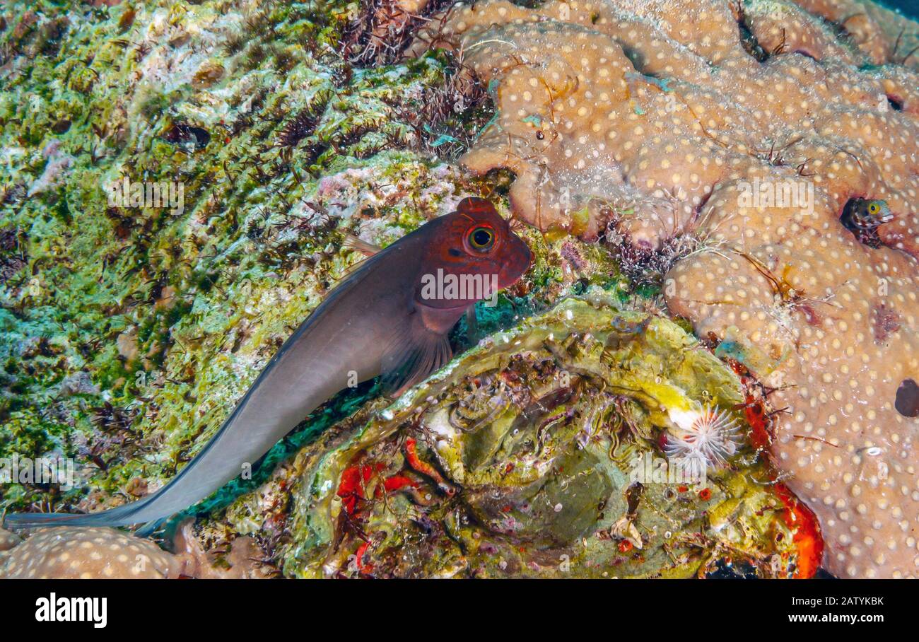 Caribbean coral reef,Ophioblennius atlanticus, also known as the redlip ...