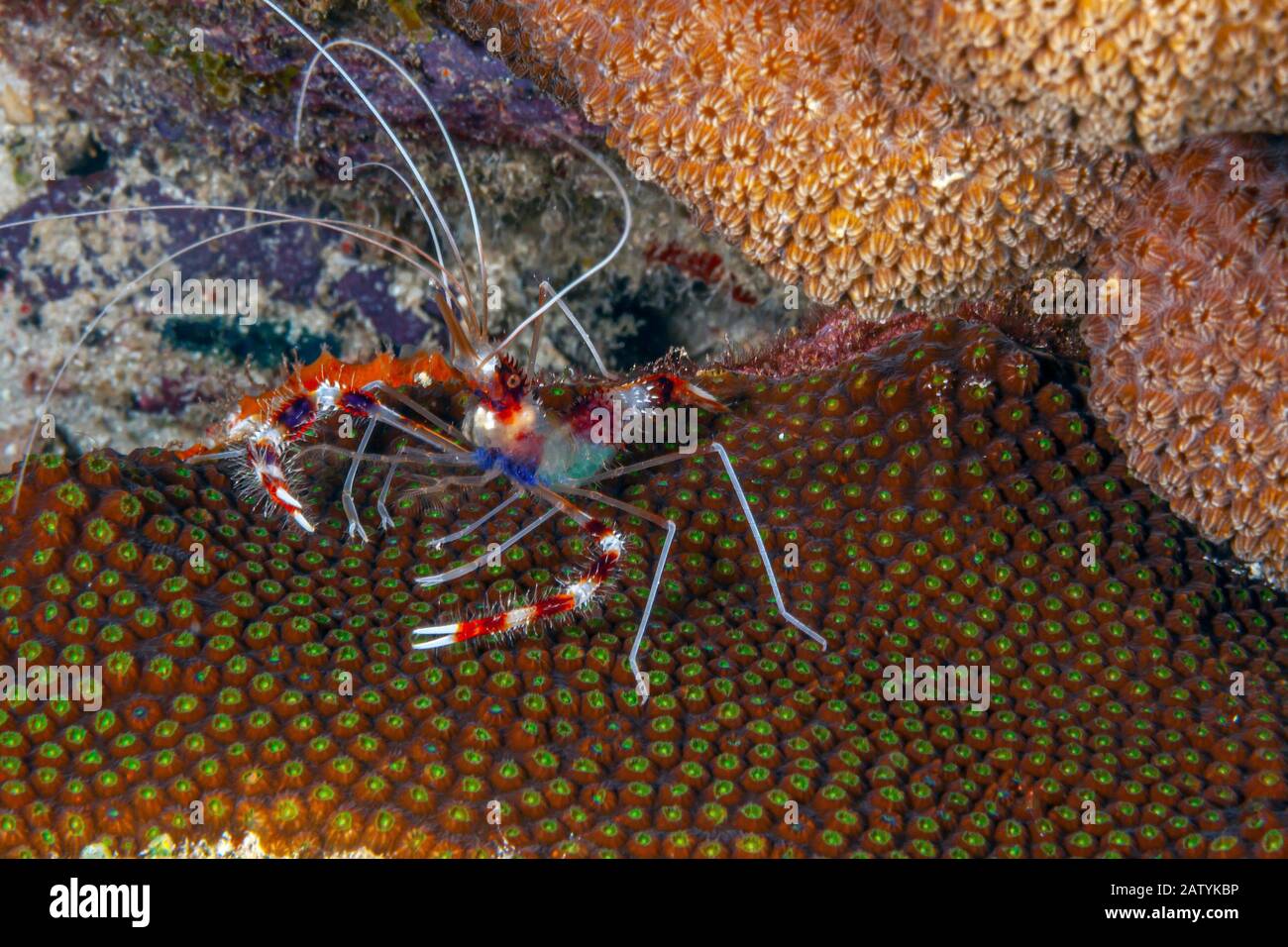 tenopus hispidus is a shrimp-like decapod crustacean belonging to the ...
