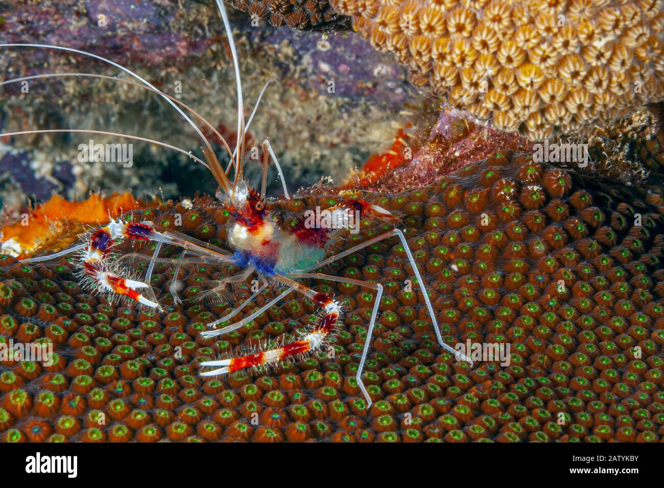 tenopus hispidus is a shrimp-like decapod crustacean belonging to the ...