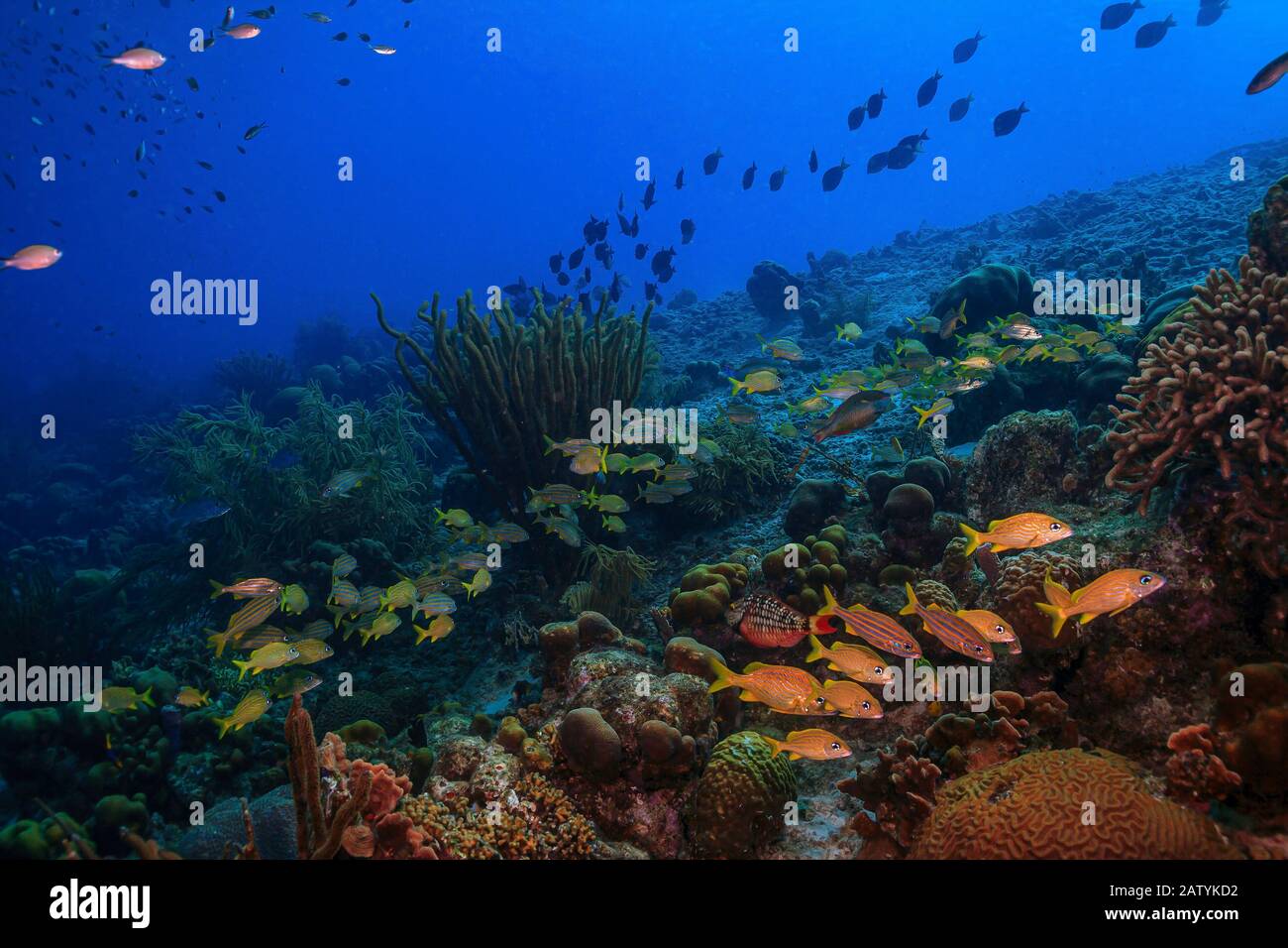Caribbean coral reef off the coast of the island of Bonaire Stock Photo ...