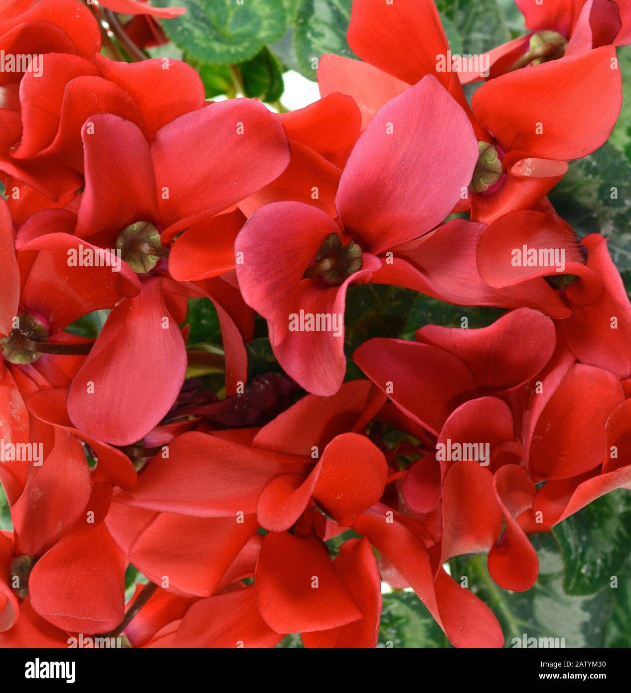 Red flower of cyclamen in a pot isolated on white background. Persian ...