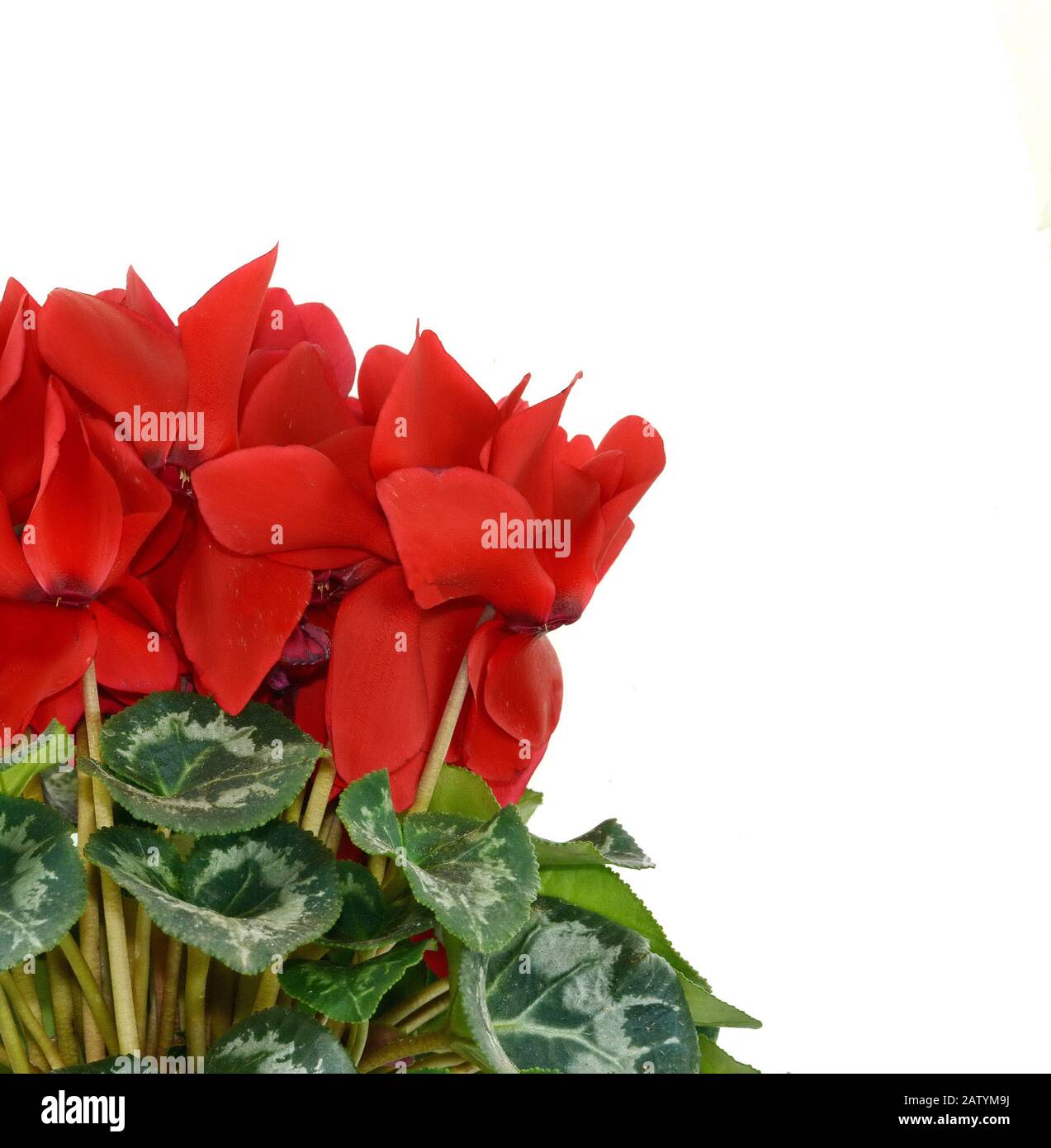 Red flower of cyclamen in a pot isolated on white background. Persian ...