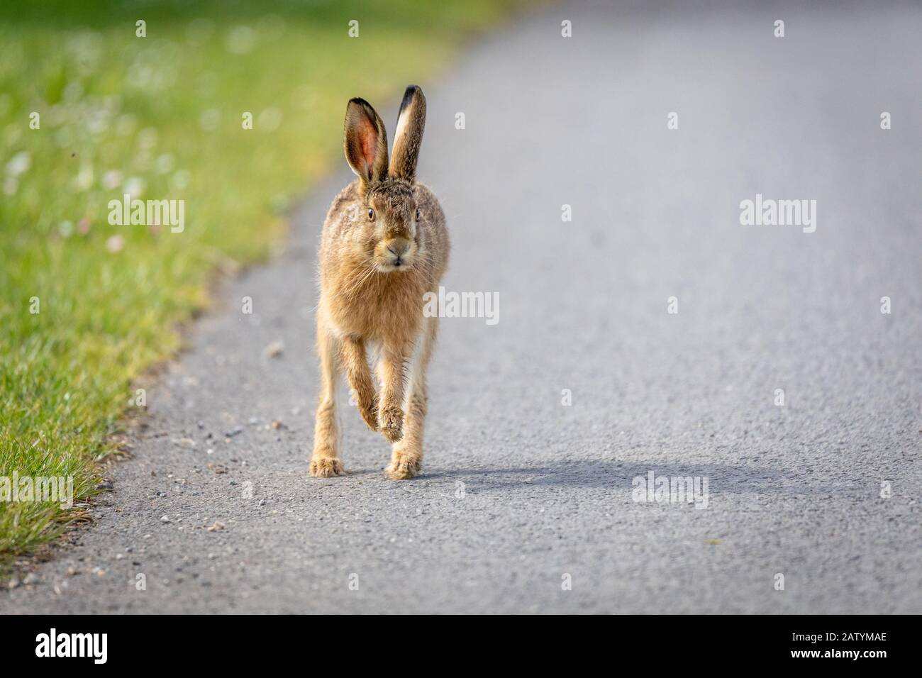 Wild hare beautiful close up in evening sun. Stunning detail of the ...