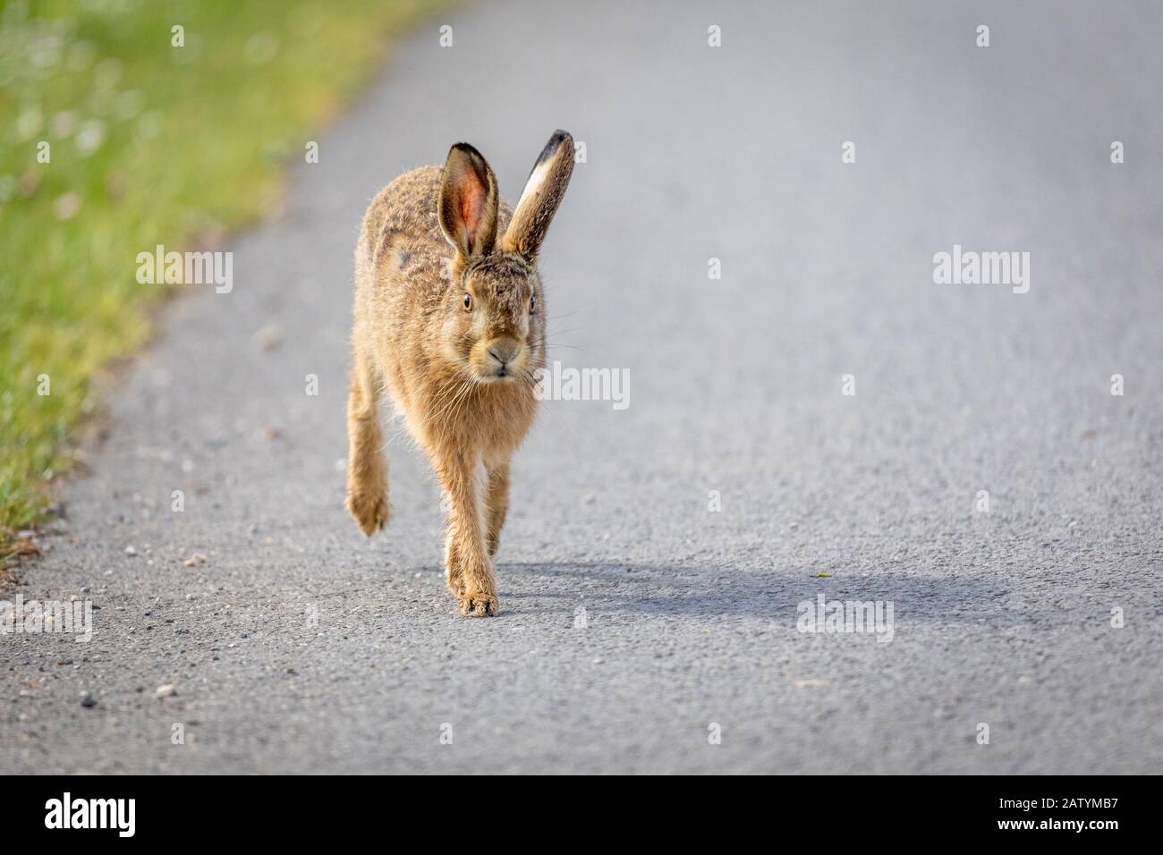 Wild hare beautiful close up in evening sun. Stunning detail of the ...