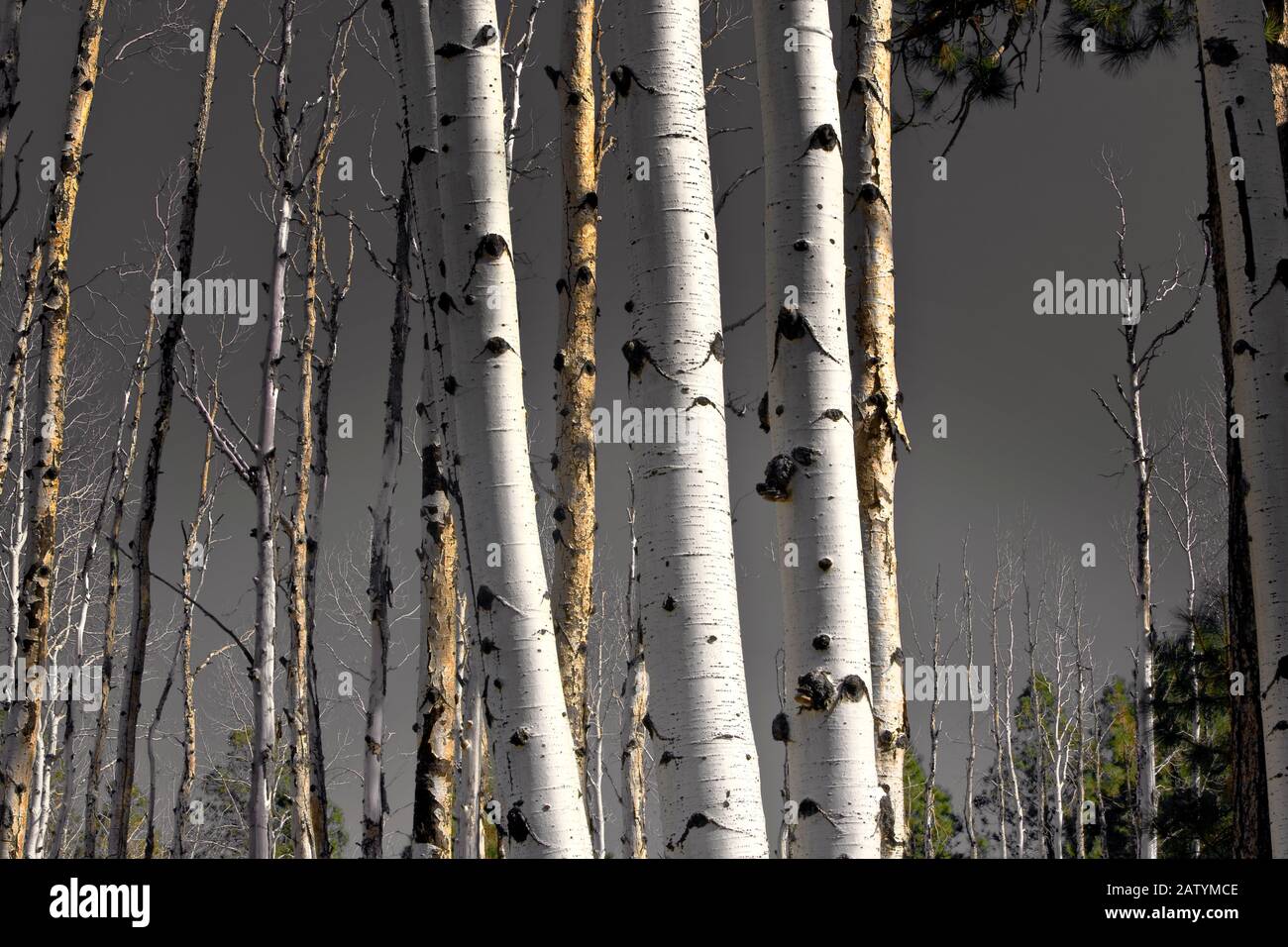 Group of Silver Birch tree trunks in a wooded area Stock Photo - Alamy