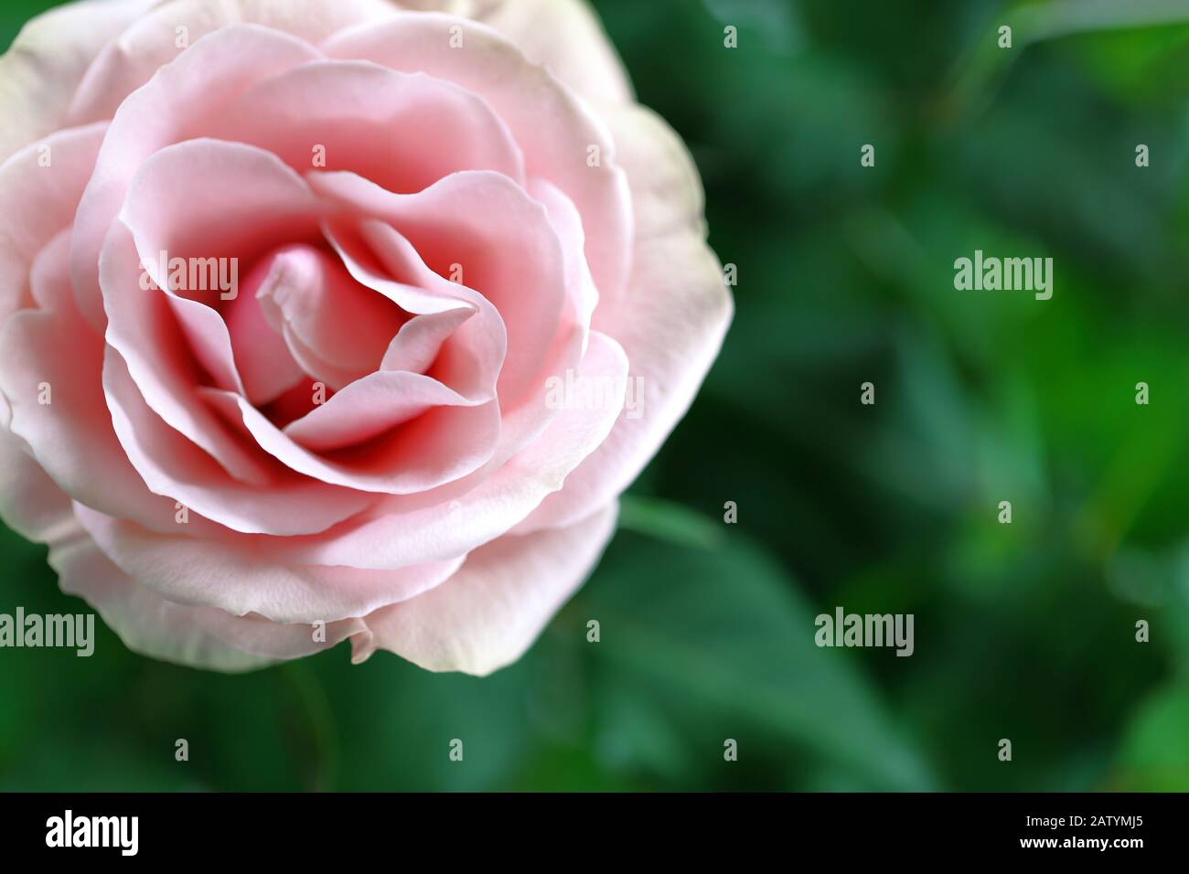 Ideal garden rose hi-res stock photography and images - Alamy
