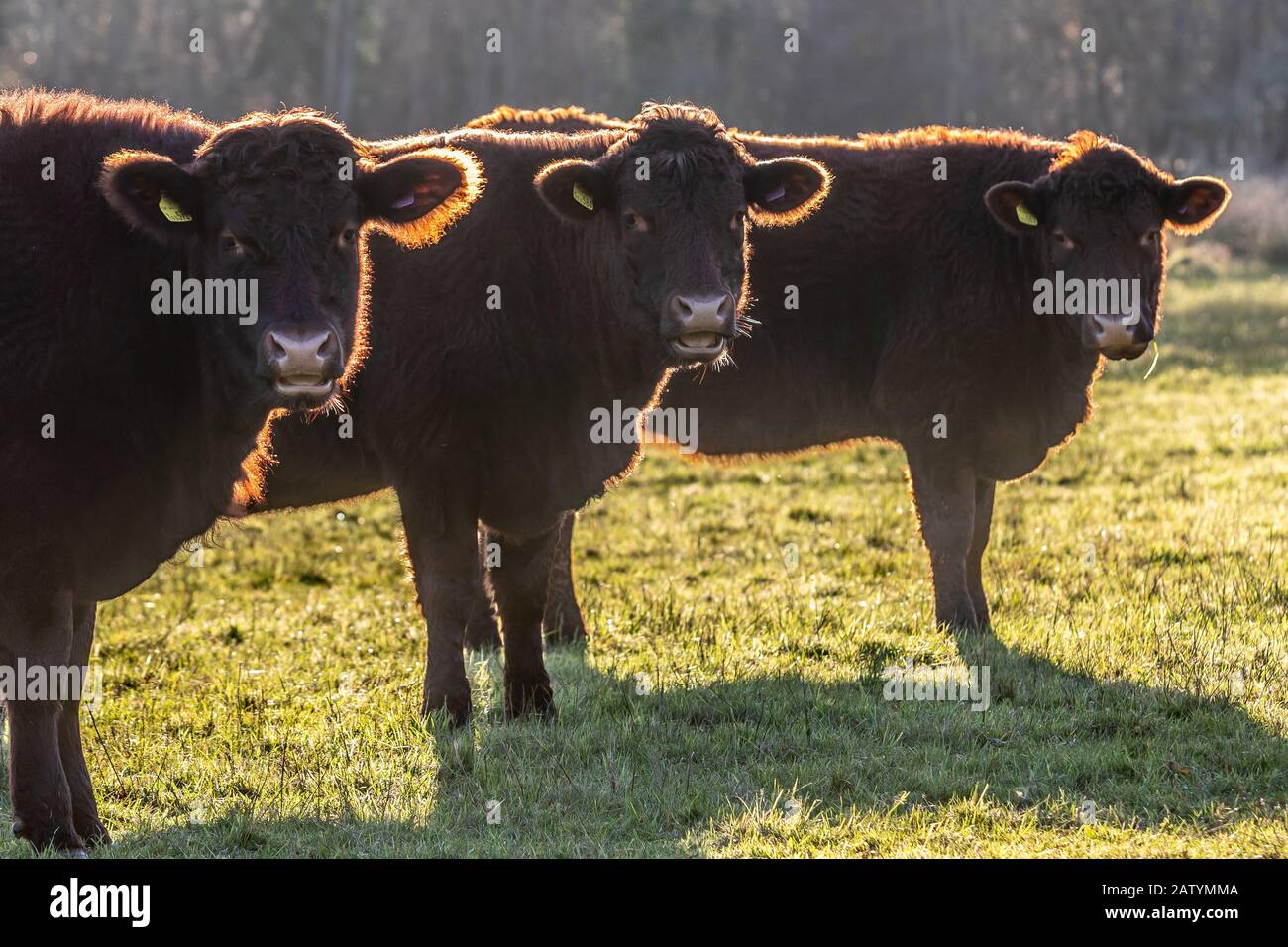 Three brown cows in field in morning dew with bright backlighting Stock ...