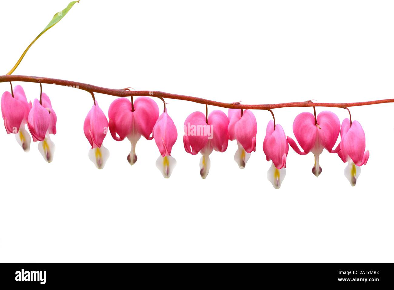 Bleeding heart flower isolated on white background. Bleeding heart ...