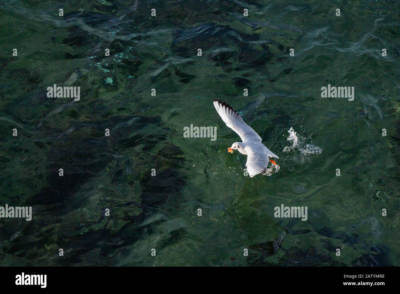 Seagull is seen over the sea water as sea bird Stock Photo - Alamy