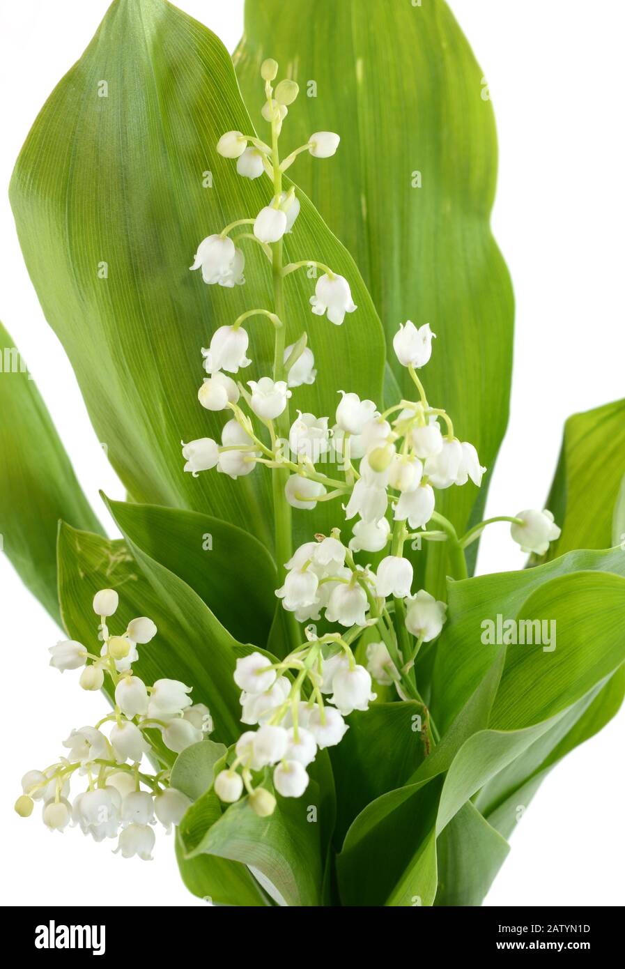 White flowers lilies of the valley isolated on white background Stock Photo - Alamy