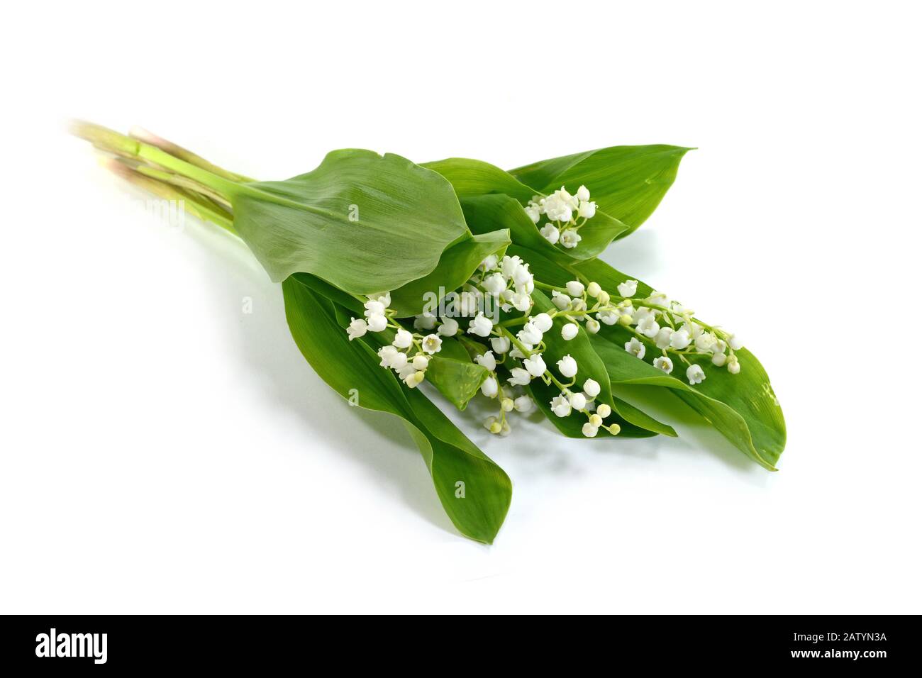 White flowers lilies of the valley isolated on white background Stock Photo - Alamy