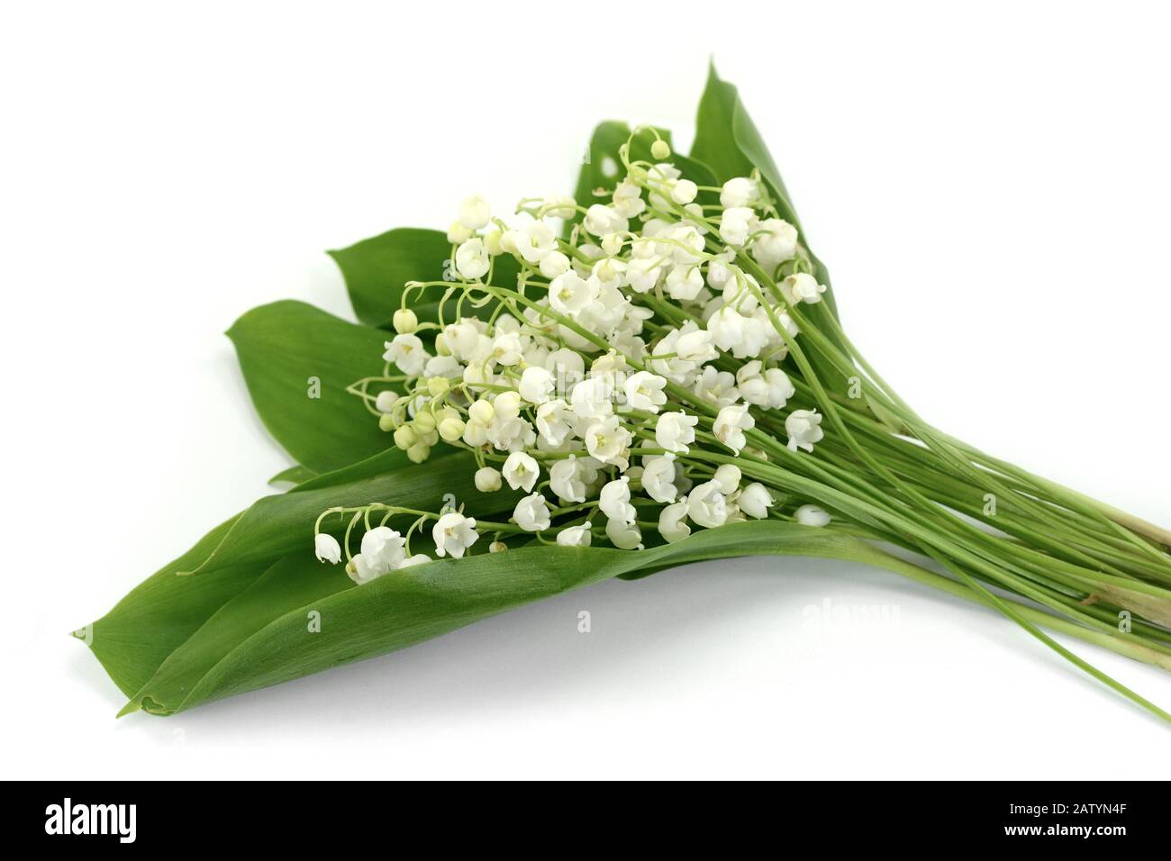 White flowers lilies of the valley isolated on white background Stock Photo - Alamy