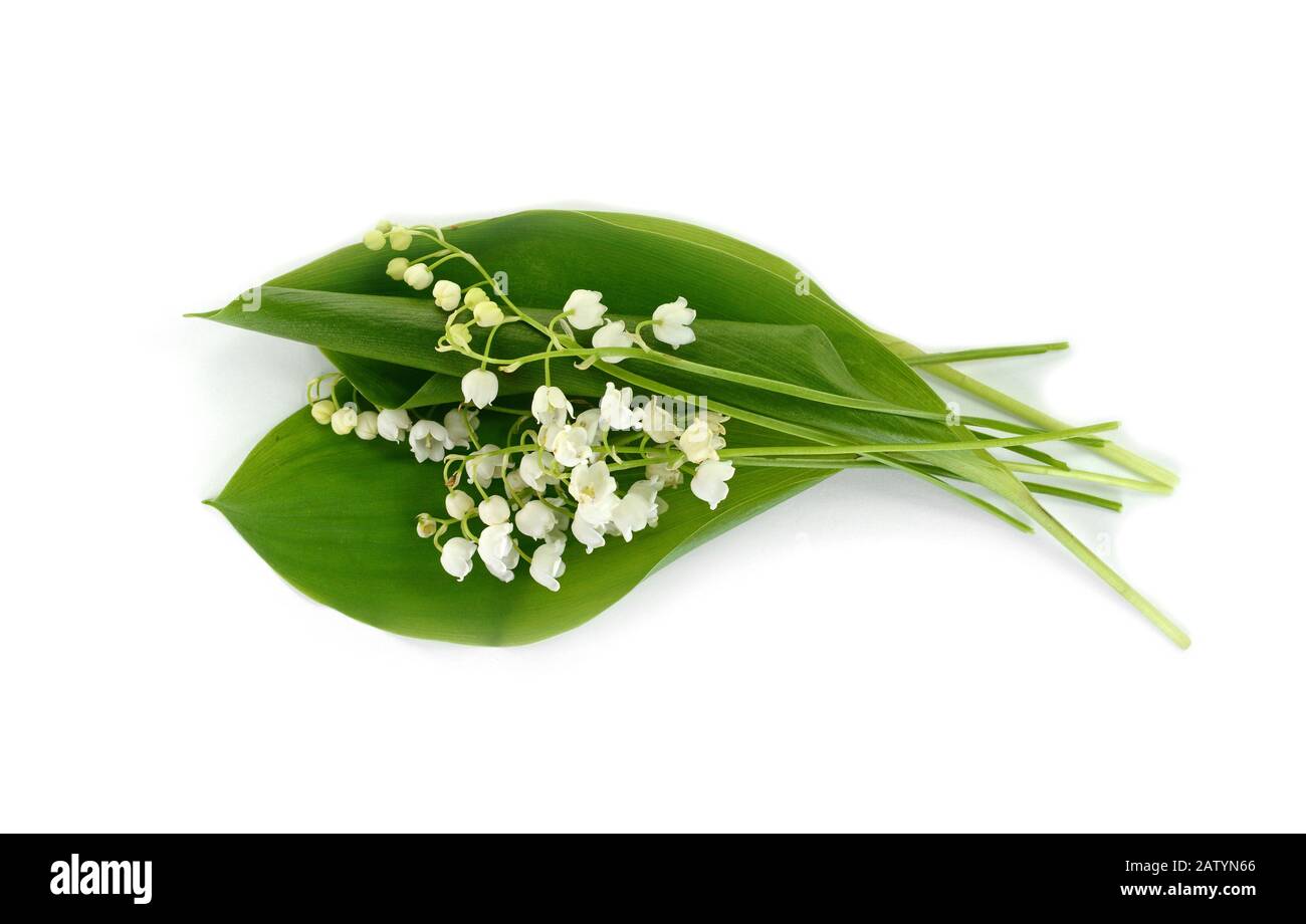 White flowers lilies of the valley isolated on white background Stock Photo - Alamy