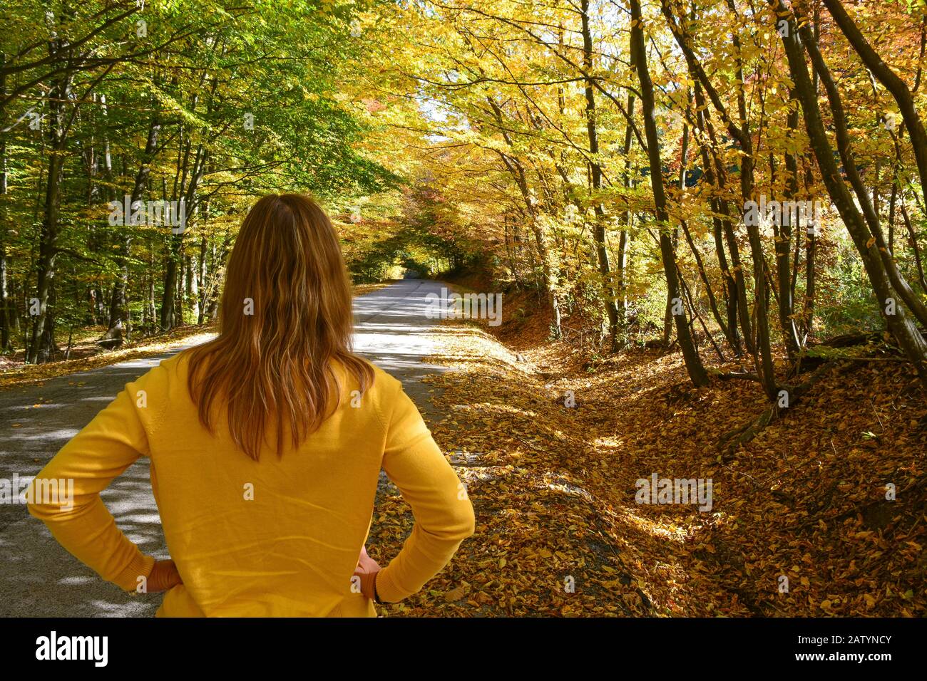 Fall leaves ground cover hi-res stock photography and images - Alamy